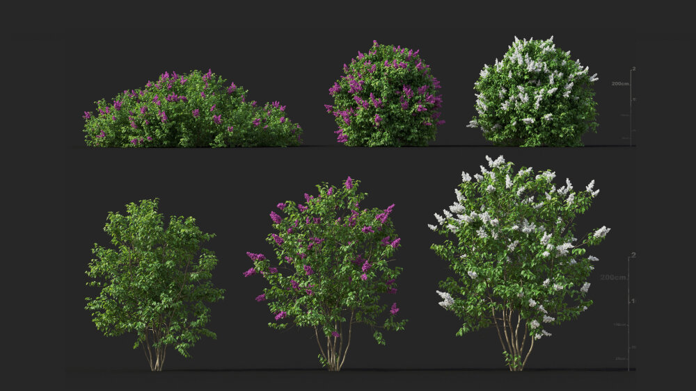 Garden Shrub Flowers Collection 3D model - Download Bushes on 3DModels.org
