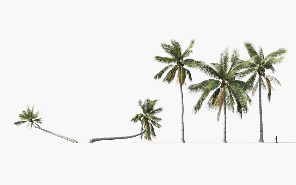 Palm Tree Collection 3D model - Download Trees on 3DModels.org
