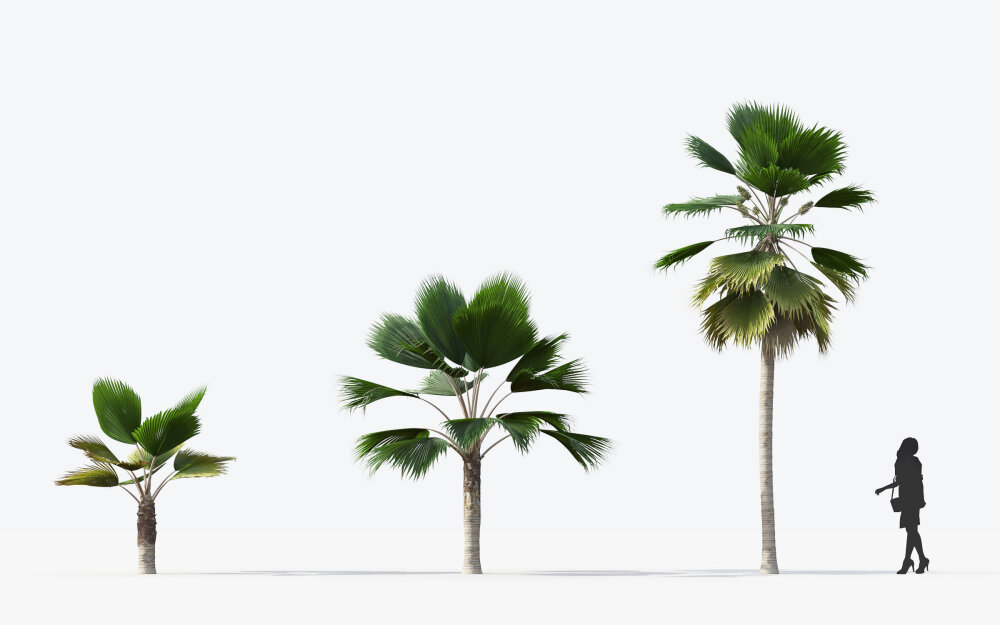 Palm Tree Collection 3D model - Download Trees on 3DModels.org