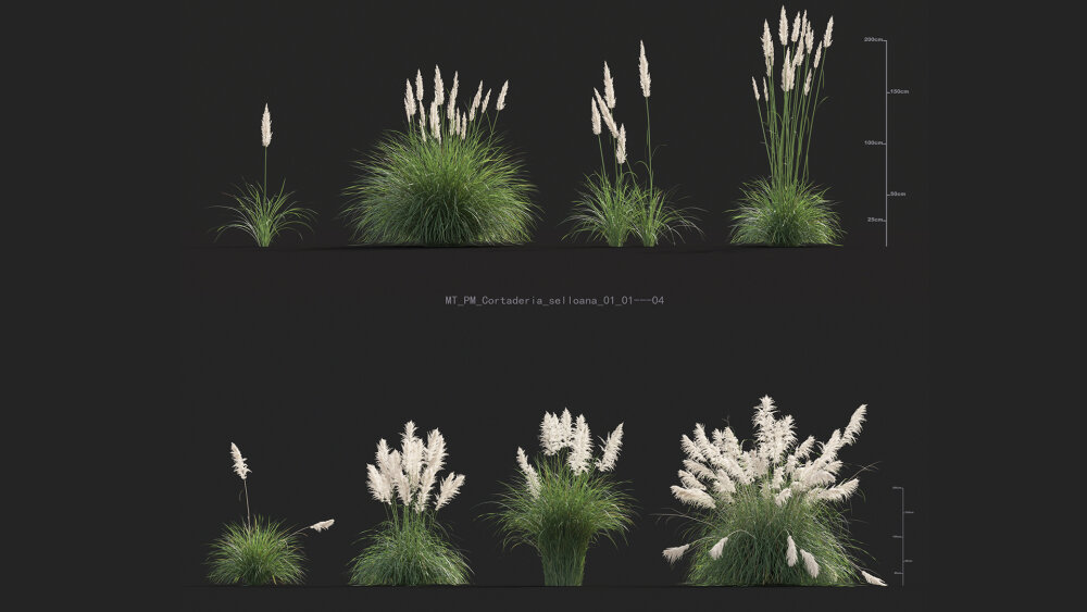 Miscanthus Grass Collection 3D model - Download Grass on 3DModels.org