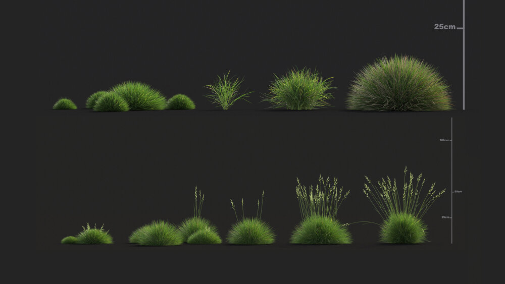 Miscanthus Grass Collection 3D model - Download Grass on 3DModels.org