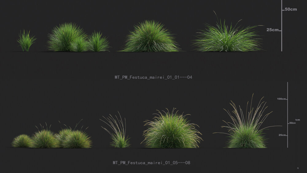 Miscanthus Grass Collection 3D model - Download Grass on 3DModels.org