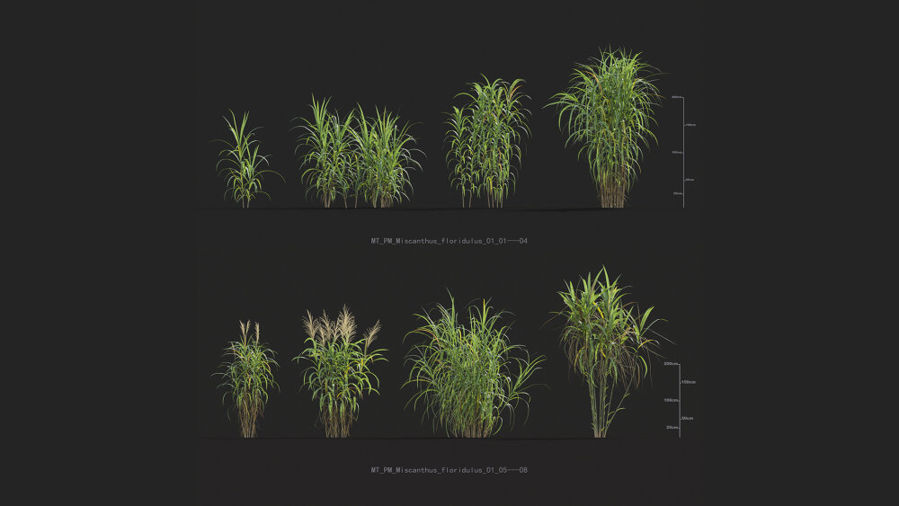 Miscanthus Grass Collection 3D model - Download Grass on 3DModels.org