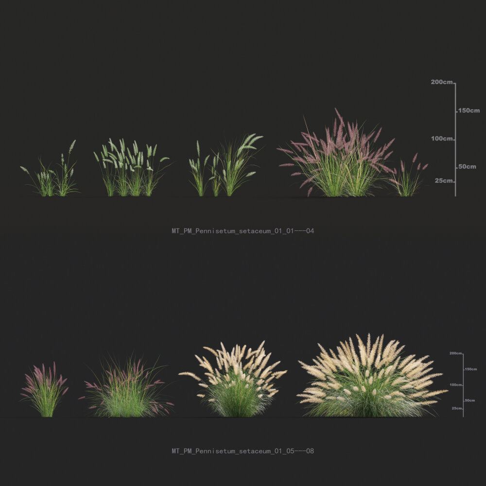 Miscanthus Grass Collection 3D model - Download Grass on 3DModels.org