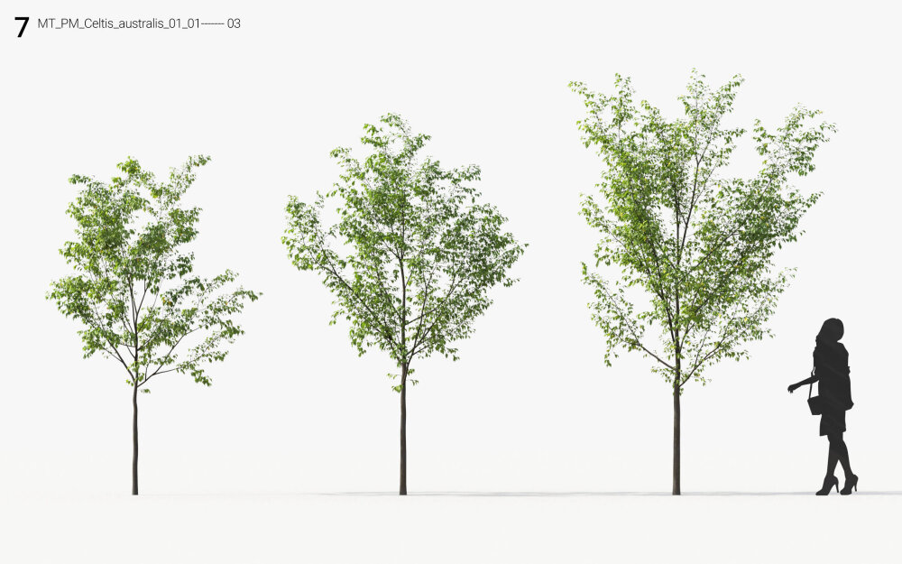 Small Tree Collection 3D model - Download Trees on 3DModels.org