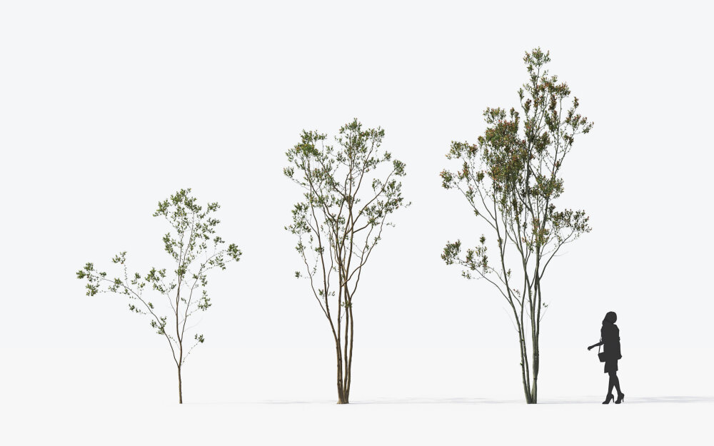 Small Tree Collection with Garden Design Elements 3D model - Download ...