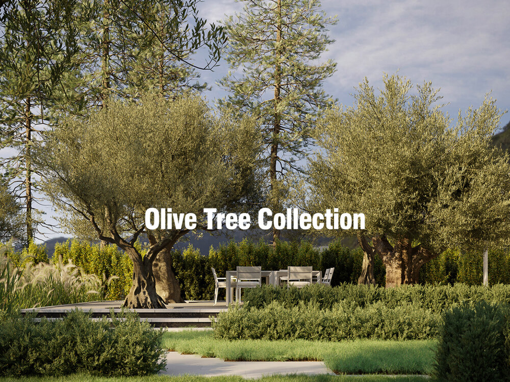 Olive Tree Collection 3D model - Download Trees on 3DModels.org