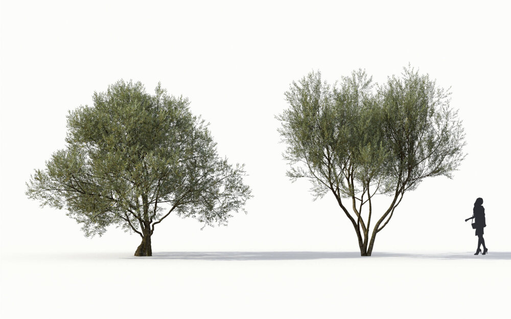 Olive Tree Collection 3D model - Download Trees on 3DModels.org