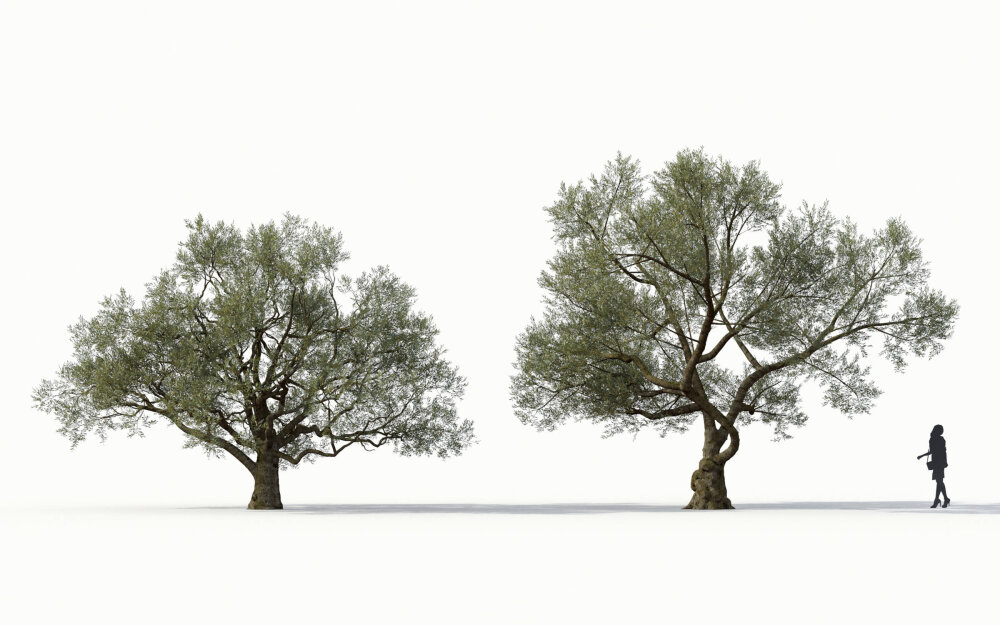 Olive Tree Collection 3D model - Download Trees on 3DModels.org