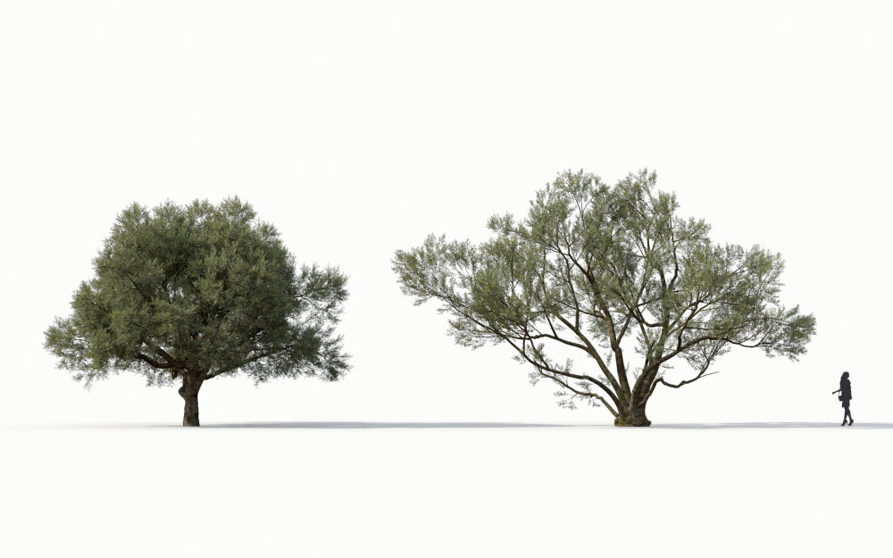 Olive Tree Collection 3D model - Download Trees on 3DModels.org