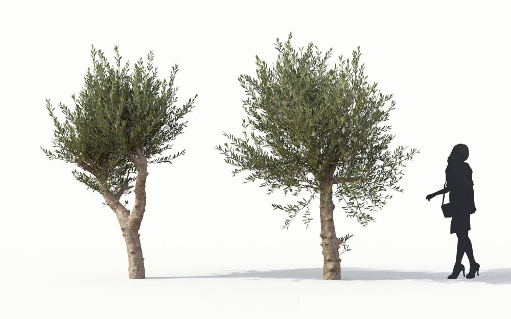 Olive Tree Collection 3D model - Download Trees on 3DModels.org