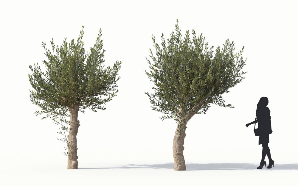 Olive Tree Collection 3D model - Download Trees on 3DModels.org