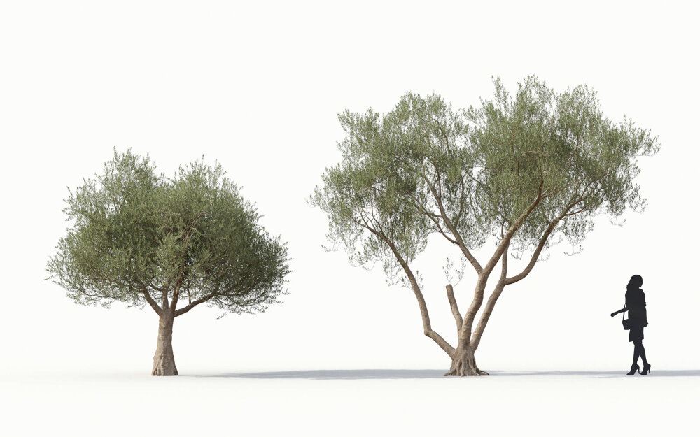 Olive Tree Collection 3D model - Download Trees on 3DModels.org