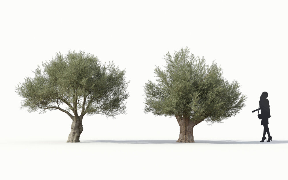 Olive Tree Collection 3D model - Download Trees on 3DModels.org