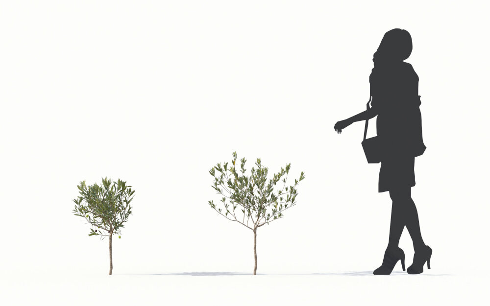Olive Tree Collection 3D model - Download Trees on 3DModels.org