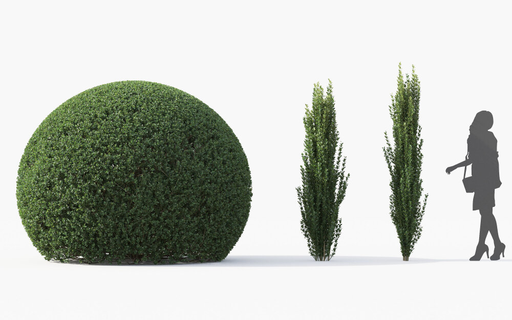Boxwood Shrub Collection 3D model - Download Landscapes on 3DModels.org