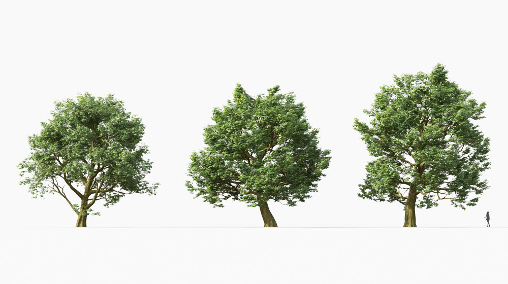 Big Tree Collection 3D model - Download Trees on 3DModels.org