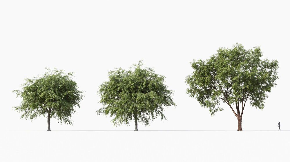 Big Tree Collection 3D model - Download Trees on 3DModels.org