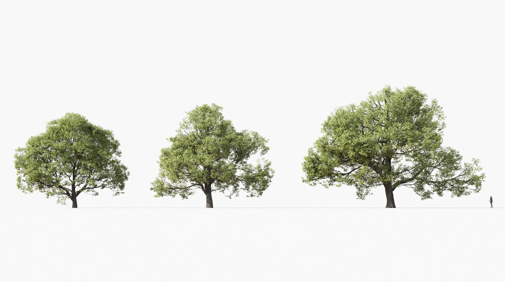 Big Tree Collection 3D model - Download Trees on 3DModels.org