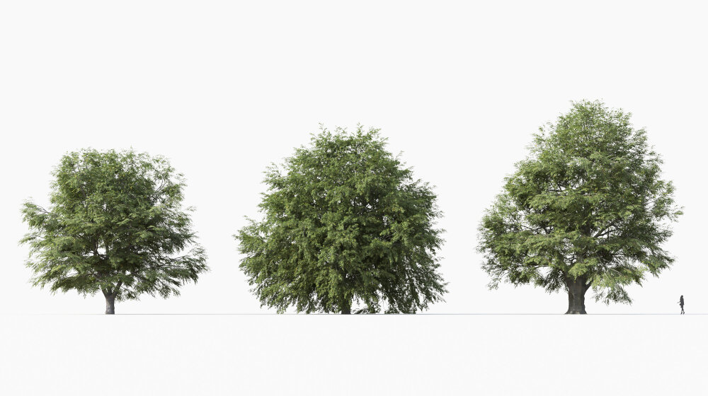 Big Tree Collection 3D model - Download Trees on 3DModels.org