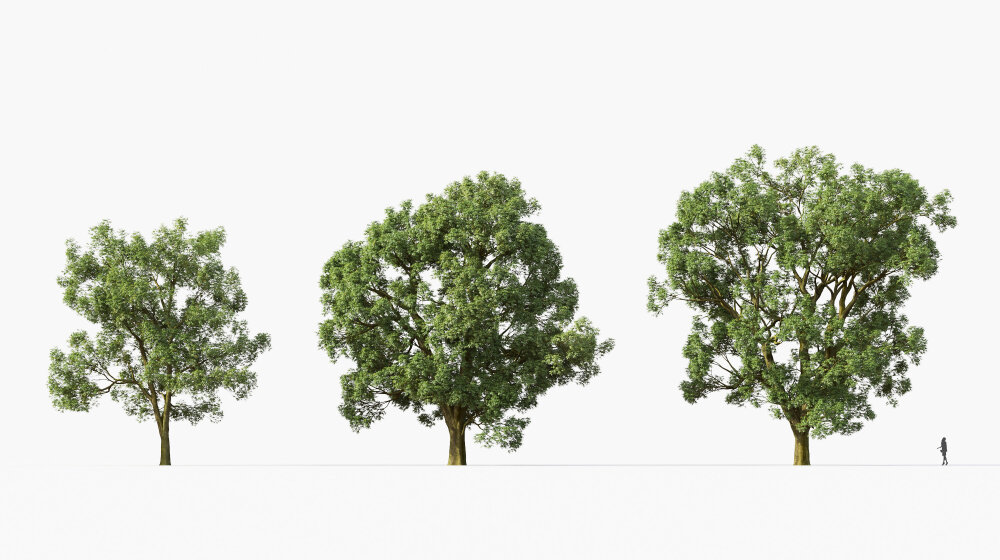 Big Tree Collection 3D model - Download Trees on 3DModels.org
