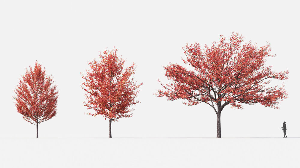 Street Tree Collection 3D model - Download Trees on 3DModels.org