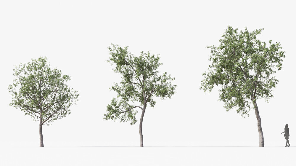 Street Tree Collection 3D model - Download Trees on 3DModels.org