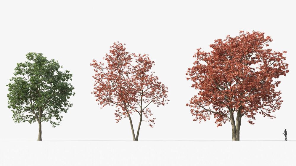 Street Tree Collection 3D model - Download Trees on 3DModels.org