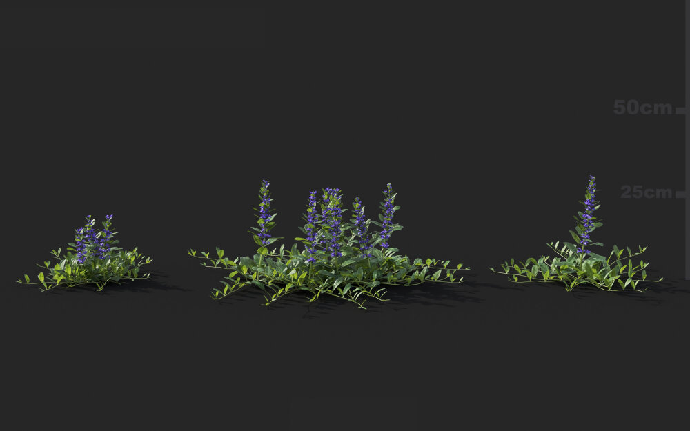 Ground Cover Plants Collection 3D model - Download Landscapes on ...