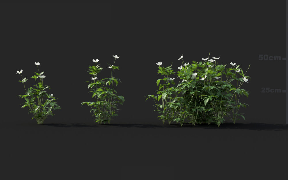 Ground Cover Plants Collection 3D model - Download Landscapes on ...