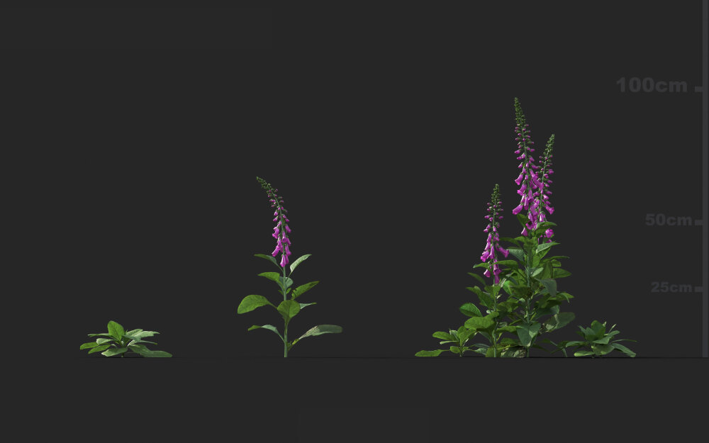 Ground Cover Plants Collection 3D model - Download Landscapes on ...