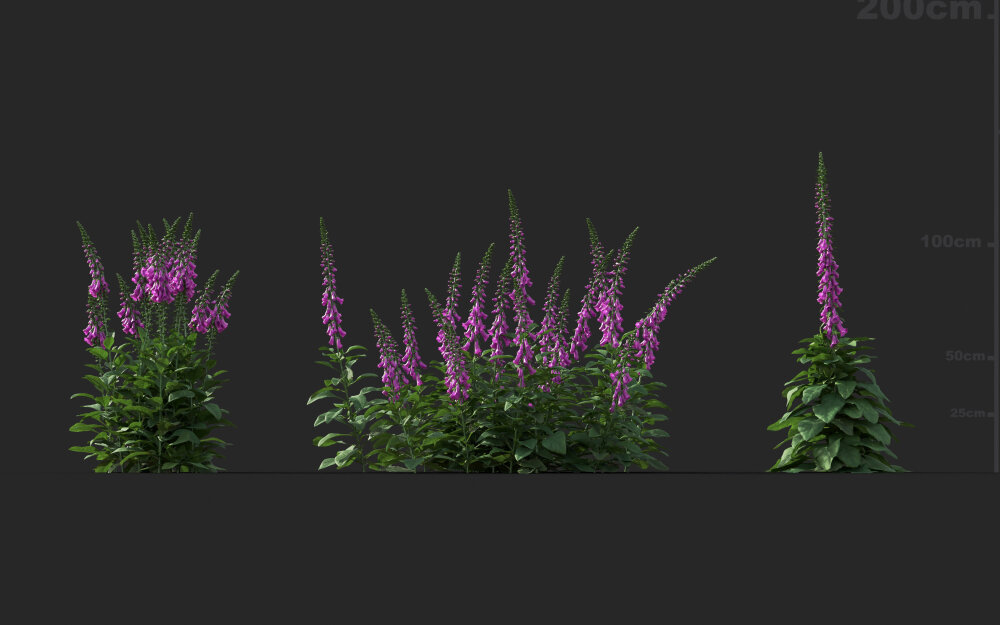 Ground Cover Plants Collection 3D model - Download Landscapes on ...