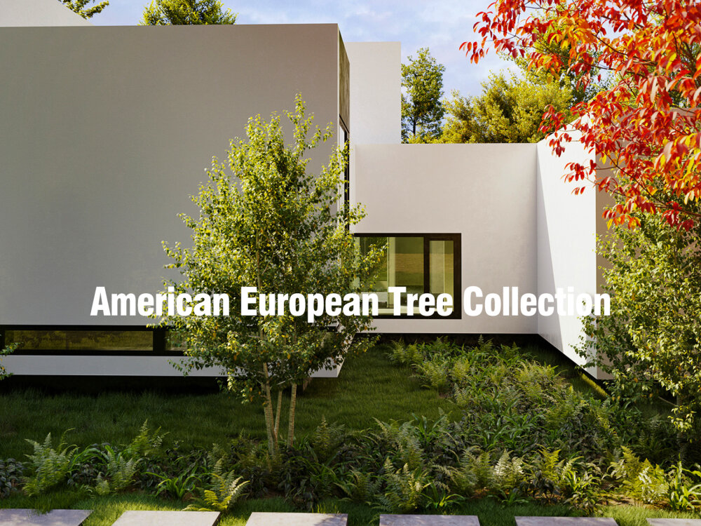 American European Tree 3D model - Download Trees on 3DModels.org