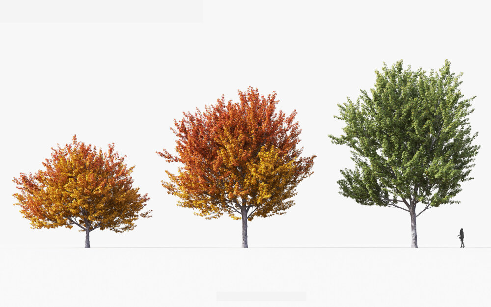 American European Tree 3D model - Download Trees on 3DModels.org
