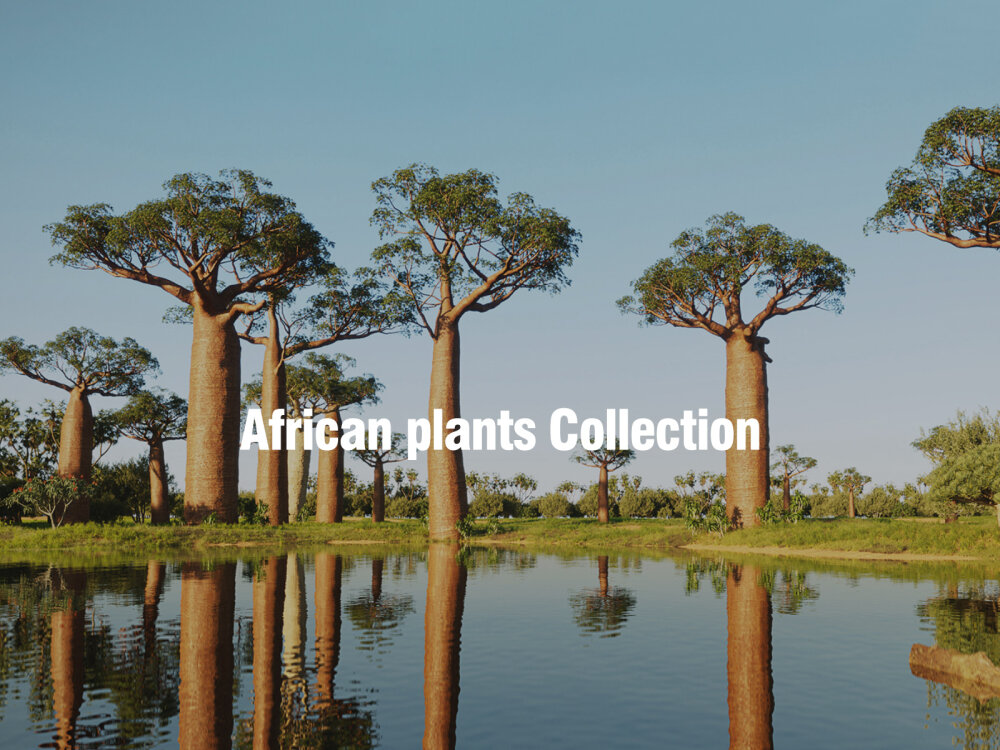 African Plants Collection 3D model - Download Trees on 3DModels.org