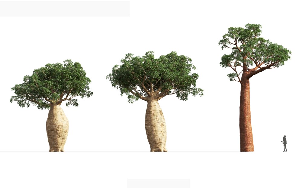 African Plants Collection 3D model - Download Trees on 3DModels.org