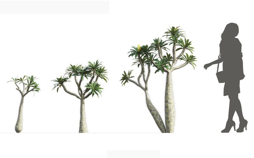 African Plants Collection 3D model - Download Trees on 3DModels.org