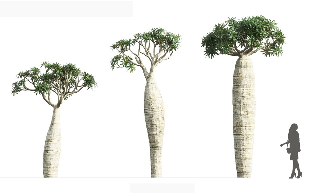 African Plants Collection 3D model - Download Trees on 3DModels.org
