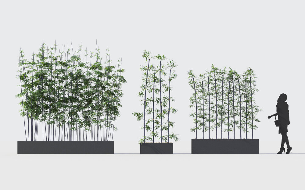 Bamboo Collection 3D model - Download Trees on 3DModels.org