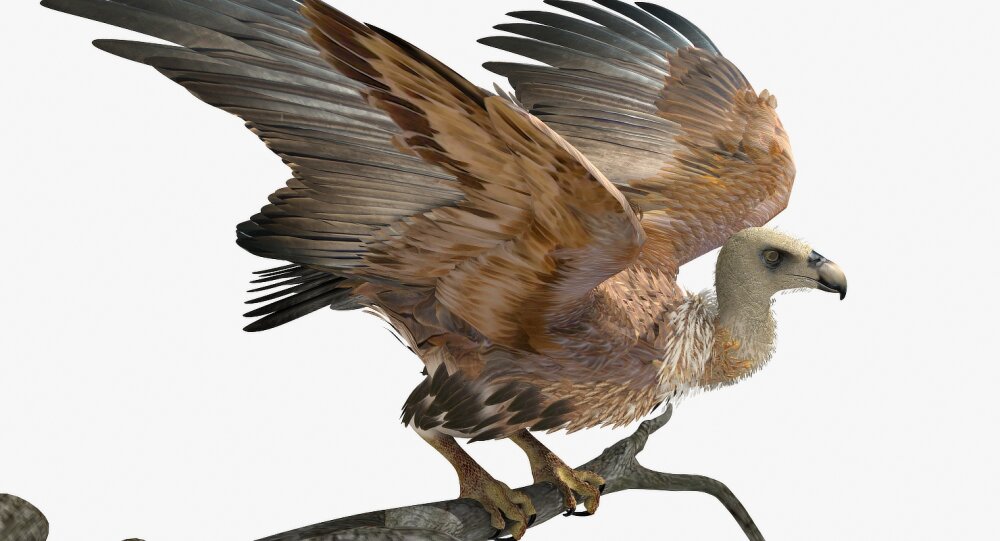 Griffon Vulture – Rigged Animated 3D model - Download Birds on 3DModels.org