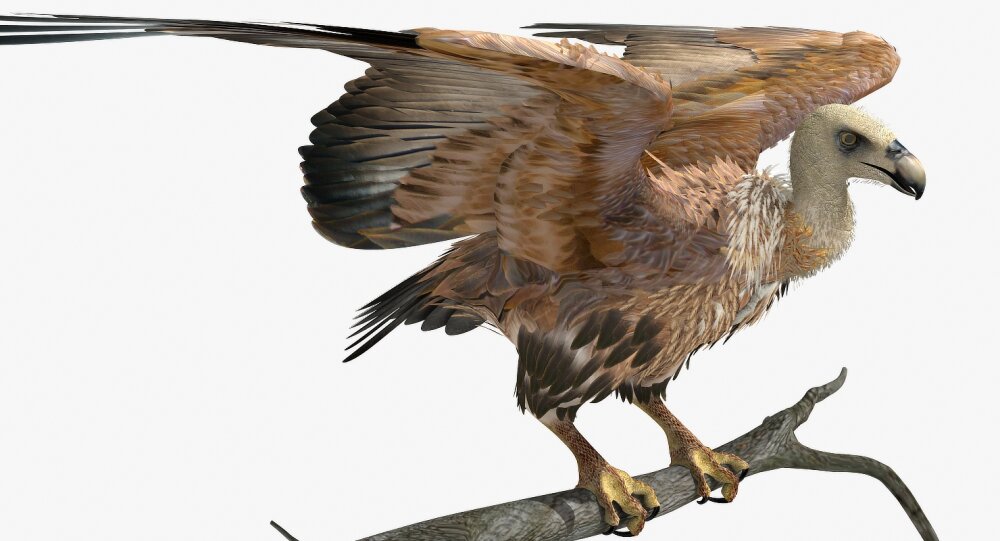 Griffon Vulture – Rigged Animated 3D model - Download Birds on 3DModels.org