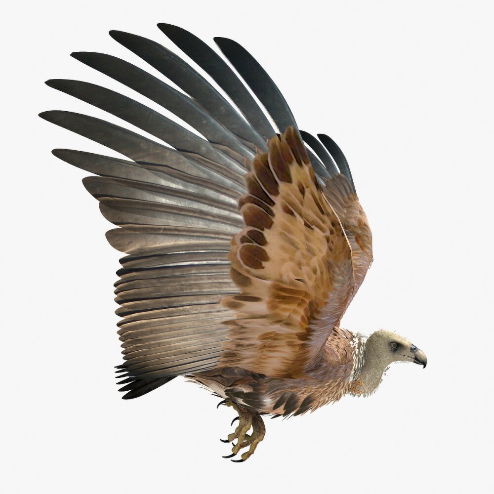 Griffon Vulture – Rigged Animated 3D model - Download Birds on 3DModels.org