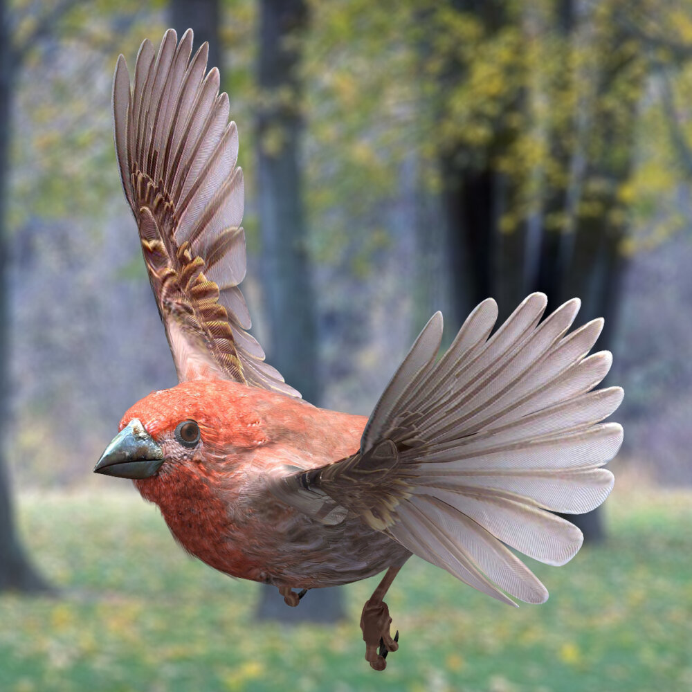 House Finch – Rigged Animated 3D model - Download Birds on 3DModels.org