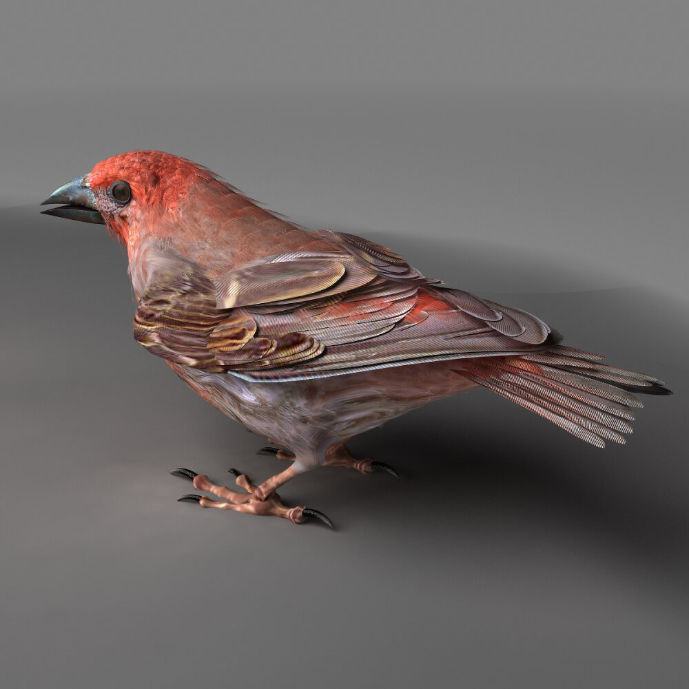House Finch – Rigged Animated 3D model - Download Birds on 3DModels.org