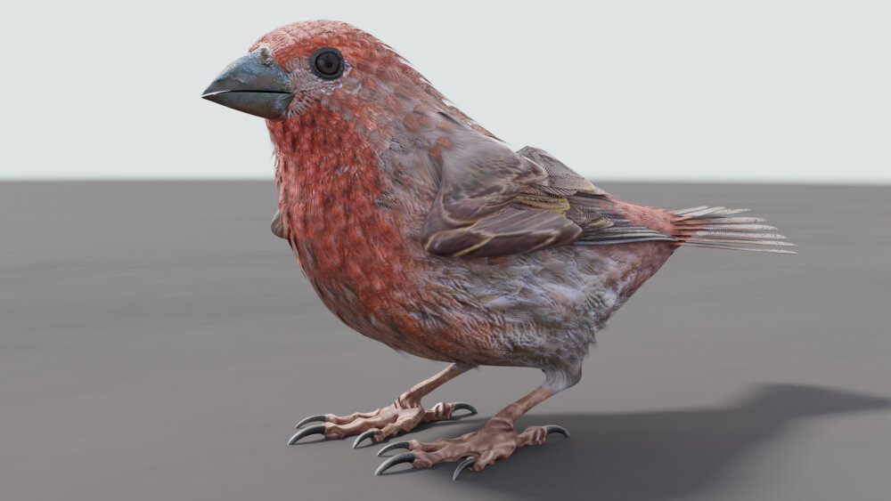 House Finch – Rigged Animated 3D model - Download Birds on 3DModels.org