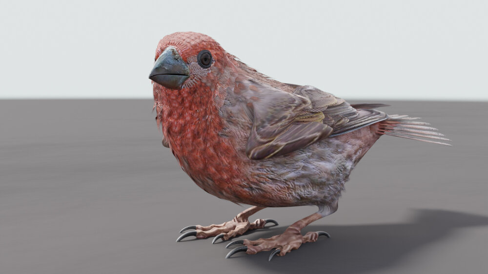 House Finch – Rigged Animated 3D model - Download Birds on 3DModels.org