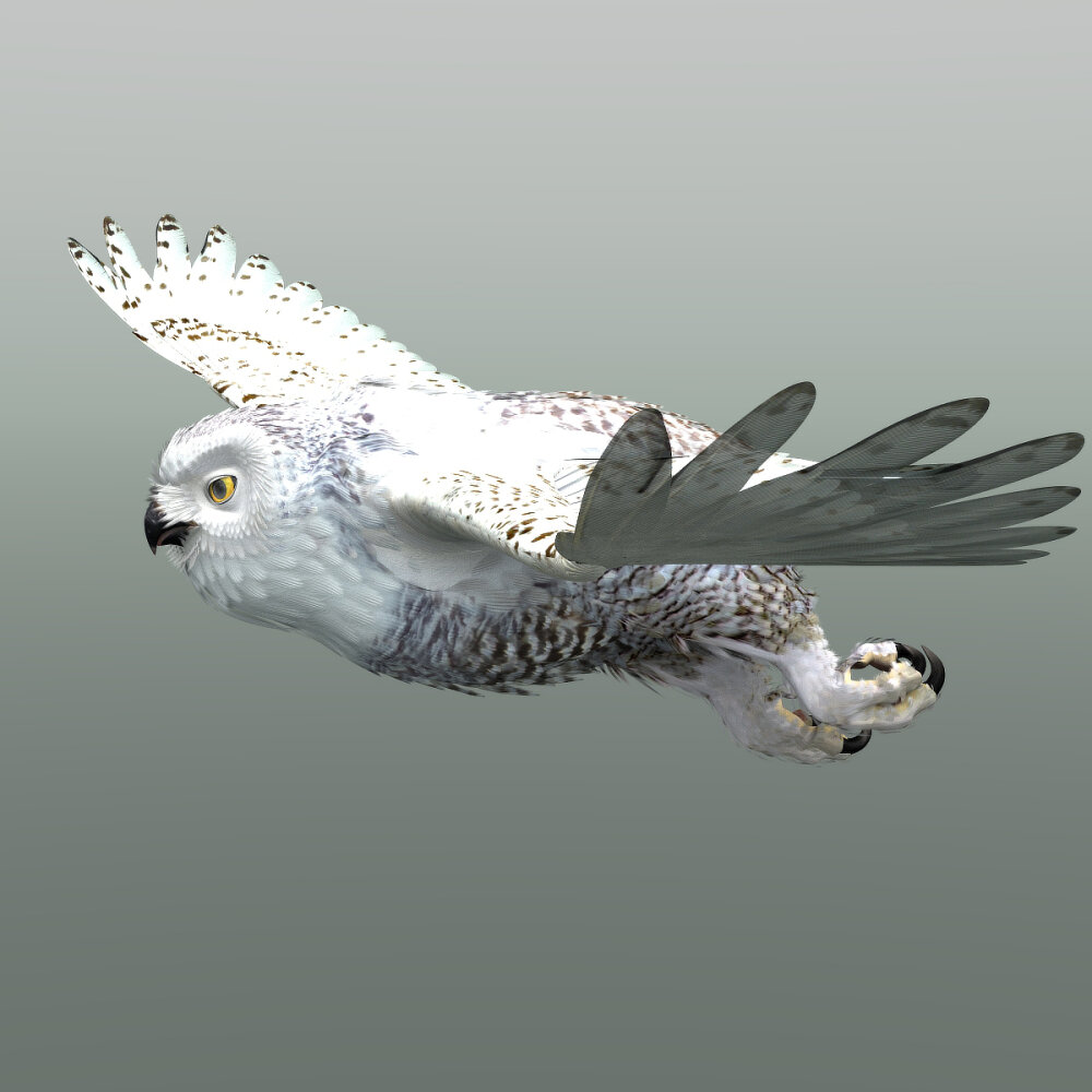 Snowy Owl – Lightwave – Max – Rigged Animated 3D model - Download Birds ...