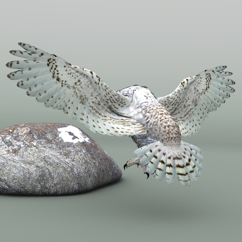Snowy Owl – Lightwave – Max – Rigged Animated 3D model - Download Birds ...