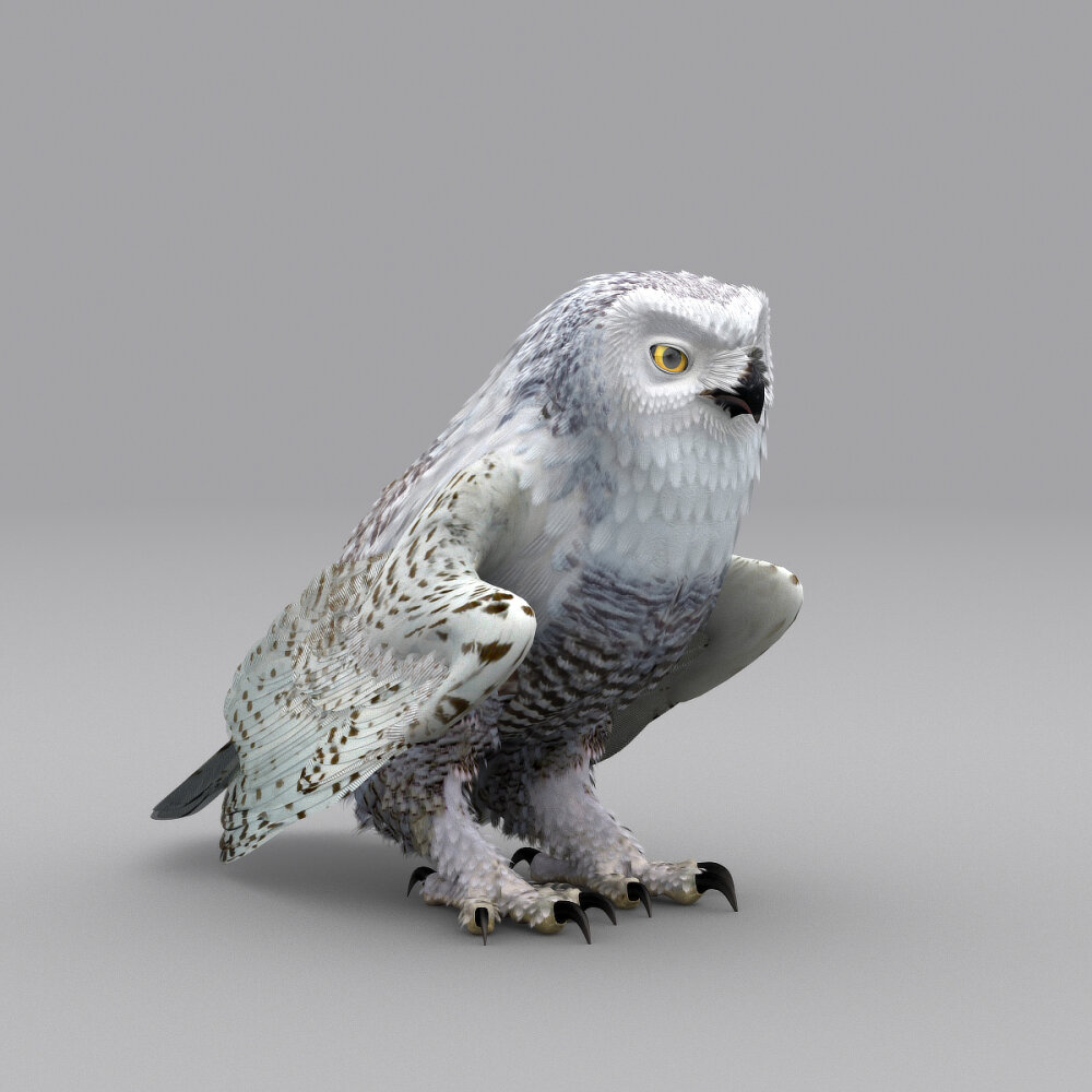 Snowy Owl – Lightwave – Max – Rigged Animated 3D model - Download Birds ...