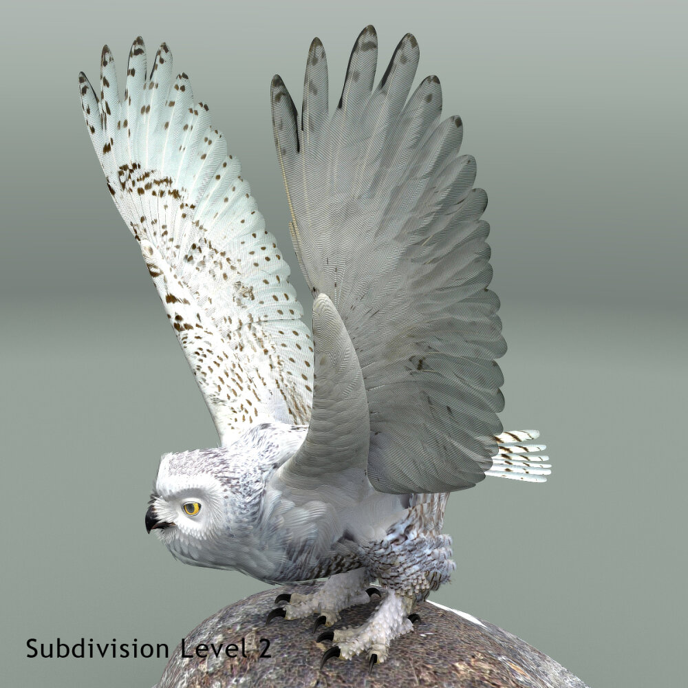 Snowy Owl – Lightwave – Max – Rigged Animated 3D model - Download Birds ...